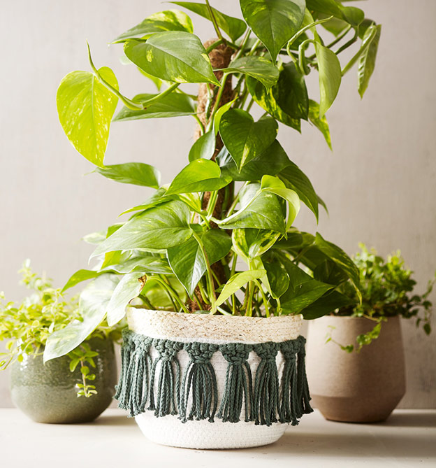 Makramee für Anfänger - Einsteigerbuch von Josephine Kirsch | TOPP